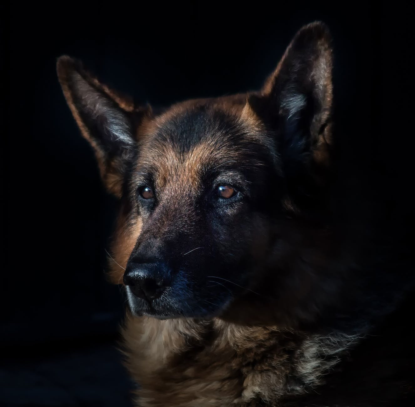 The NotablePooch : Celebrating Canine Heroes and Legends – Dogs Who ...